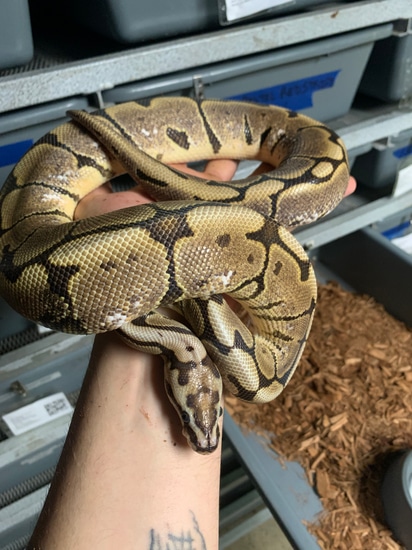 Black Pastel Spider Het Ghost Ball Python by Metamorphic Pythons