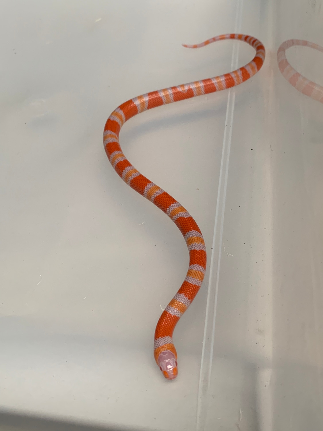 Albino Tangerine Het Anery 50% Hypo Honduran Milk Snake by Metamorphic ...