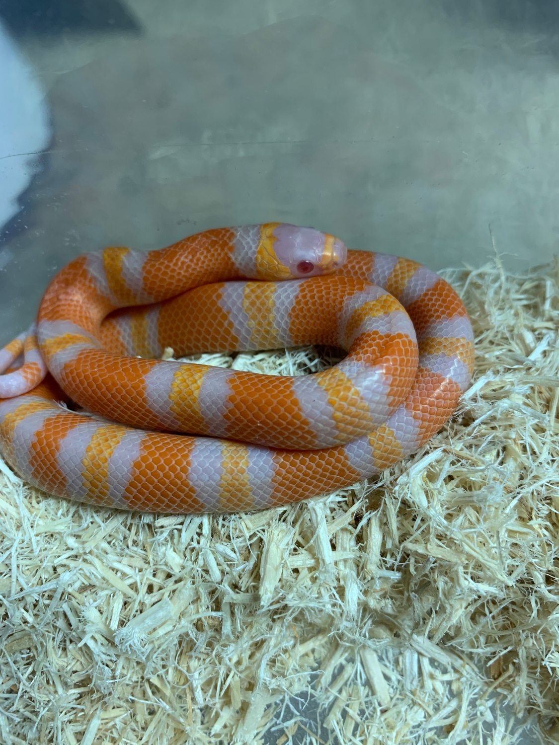 Albino Tangerine Het Anery 50% Hypo Honduran Milk Snake by Metamorphic ...