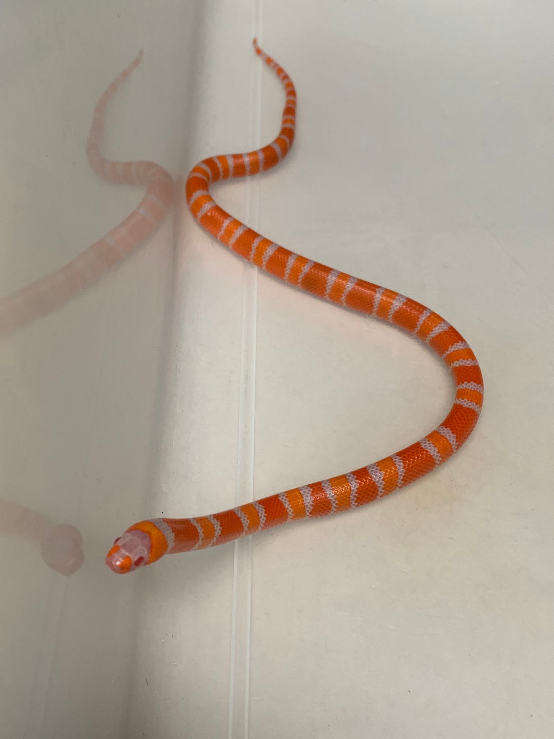 Albino Tangerine Het Anery 50% Hypo Honduran Milk Snake by Metamorphic ...