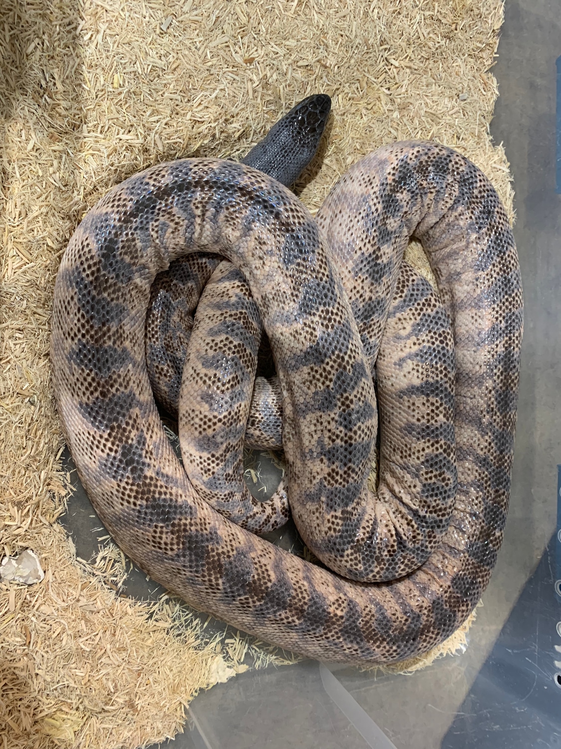 1.1 Pair Black-headed Python by Metamorphic Pythons - MorphMarket