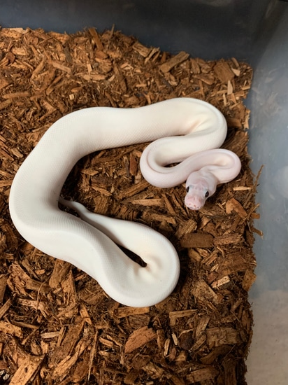 Super Pastel Super Cinnamon Pied Pos Sandblast Pos Super Sandblast Ball ...