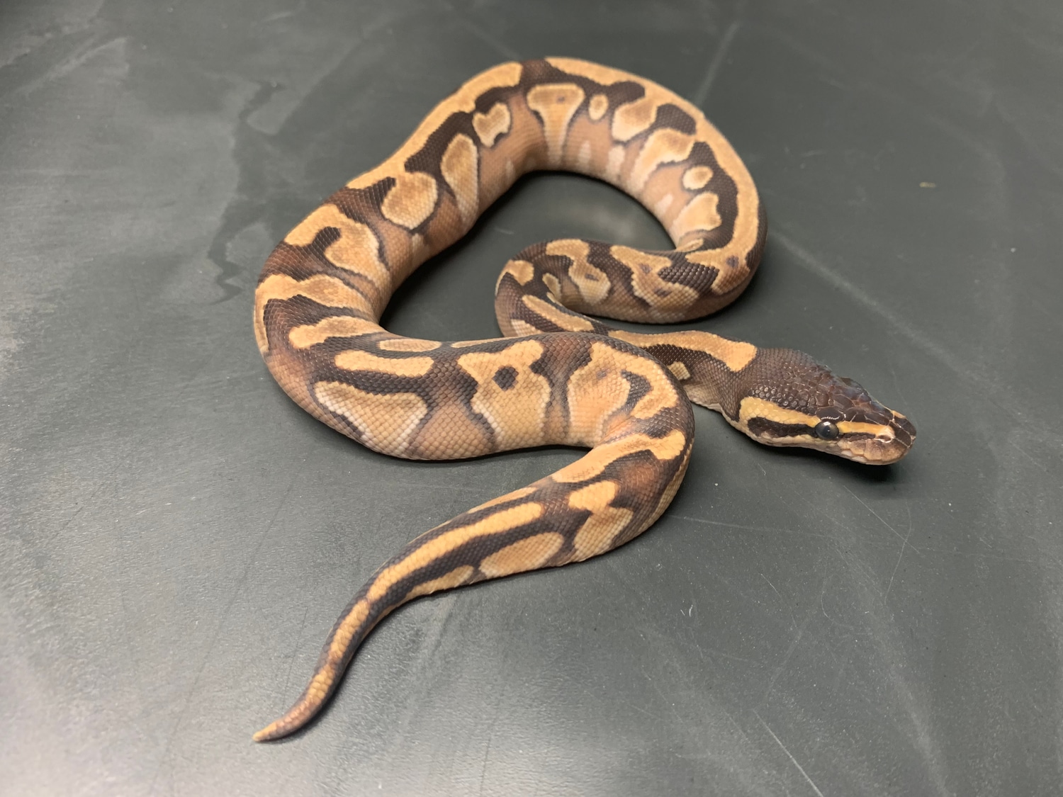 Butter Enchi Ball Python by Metamorphic Pythons - MorphMarket