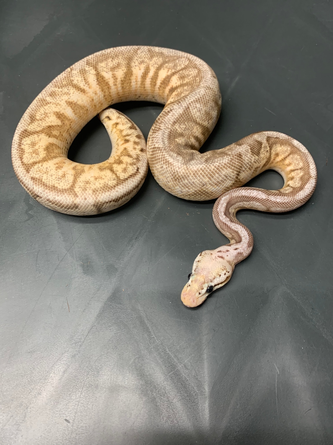 Super Pastel Cinnamon Fire YB Het Ghost Ball Python by Metamorphic ...