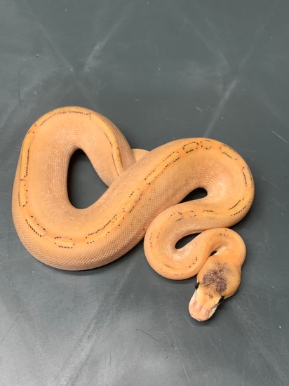 Champagne Mystic Ball Python by Metamorphic Pythons