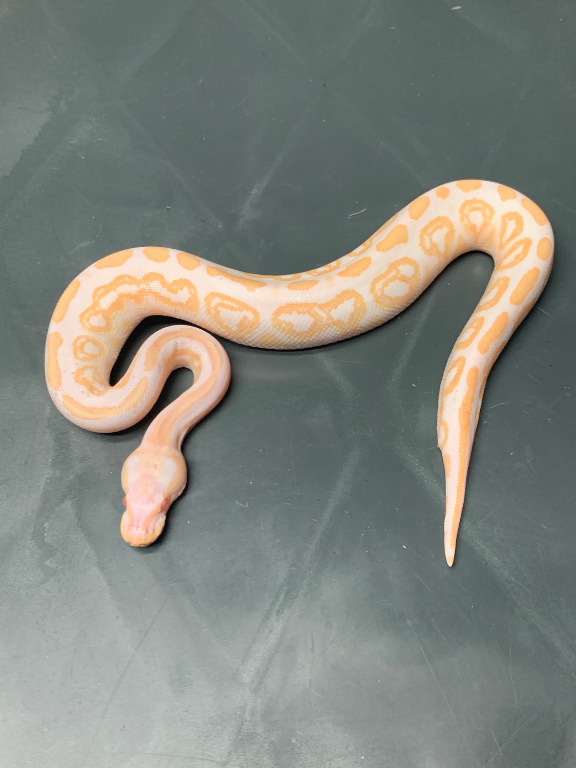 Albino Black Pastel Ball Python by Metamorphic Pythons - MorphMarket