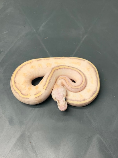 Super Pastel Super Stripe Ball Python by Metamorphic Pythons