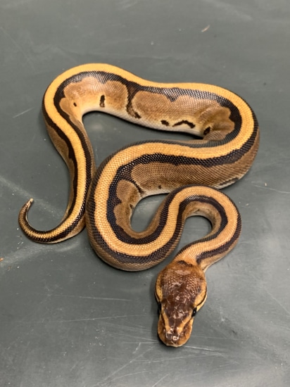 G-Stripe Het Toffee Ball Python by Metamorphic Pythons