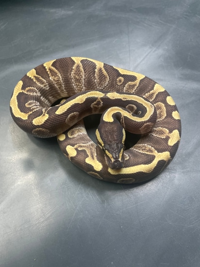 Enchi GHI Mojave Ball Python by Metamorphic Pythons