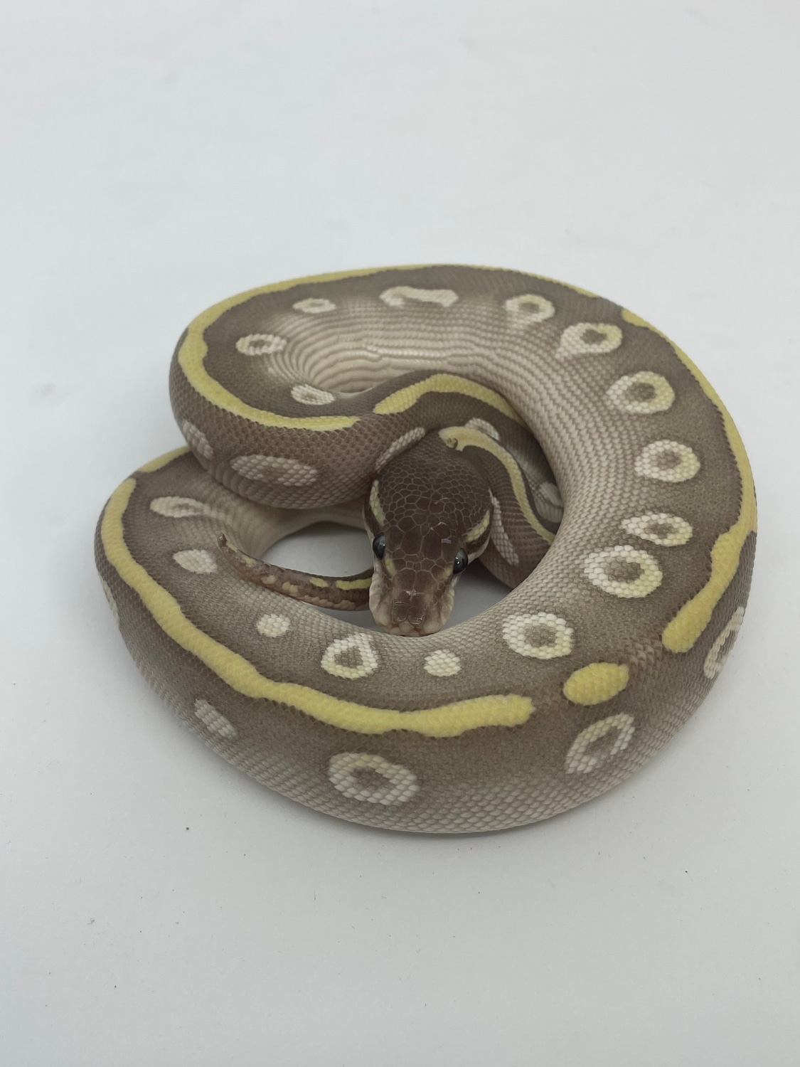 Mystic Potion Ball Python by Metamorphic Pythons - MorphMarket
