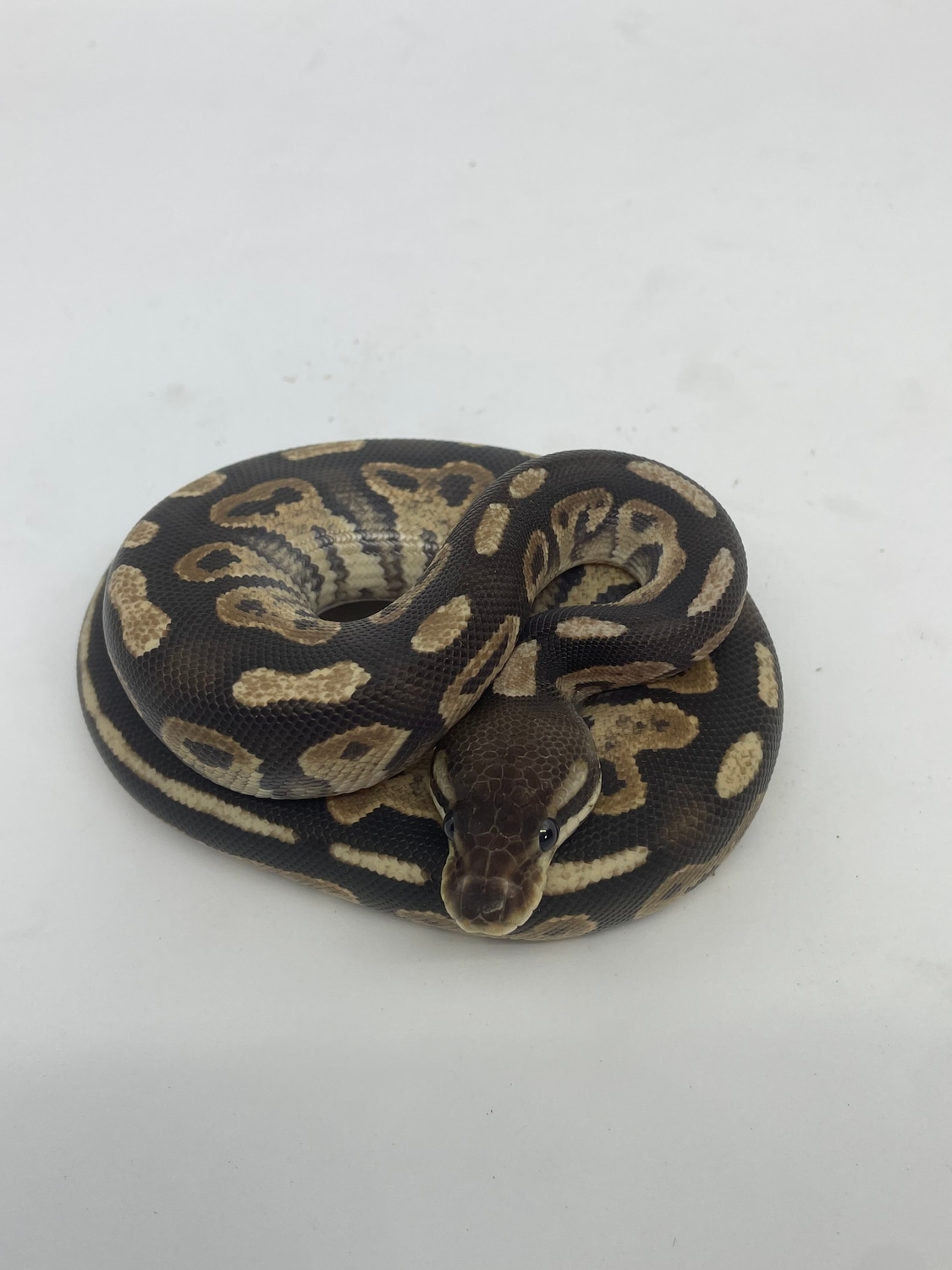 Black Pastel Fire Ball Python by Metamorphic Pythons - MorphMarket