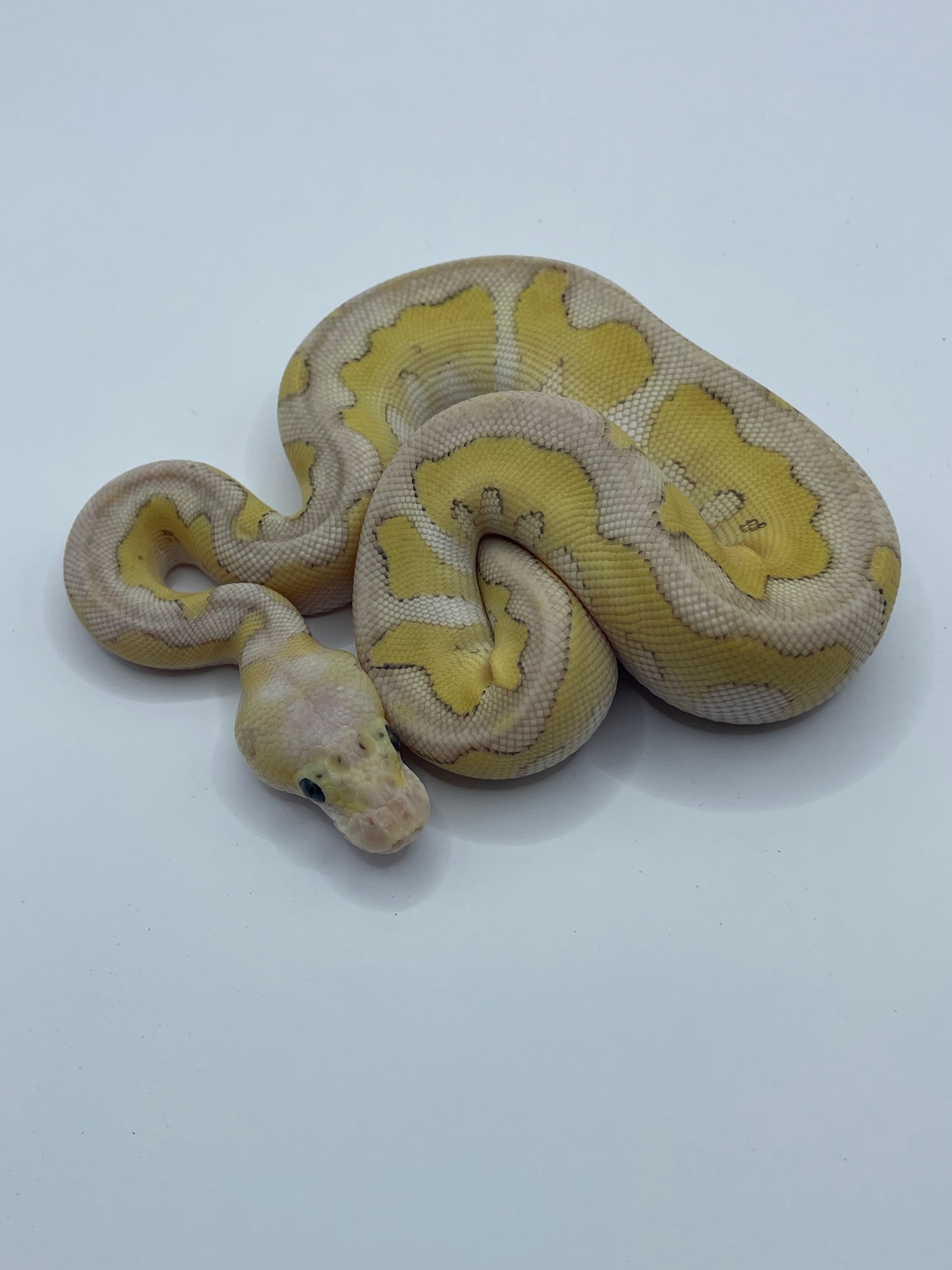 Super Pastel Clown Ball Python by Metamorphic Pythons - MorphMarket