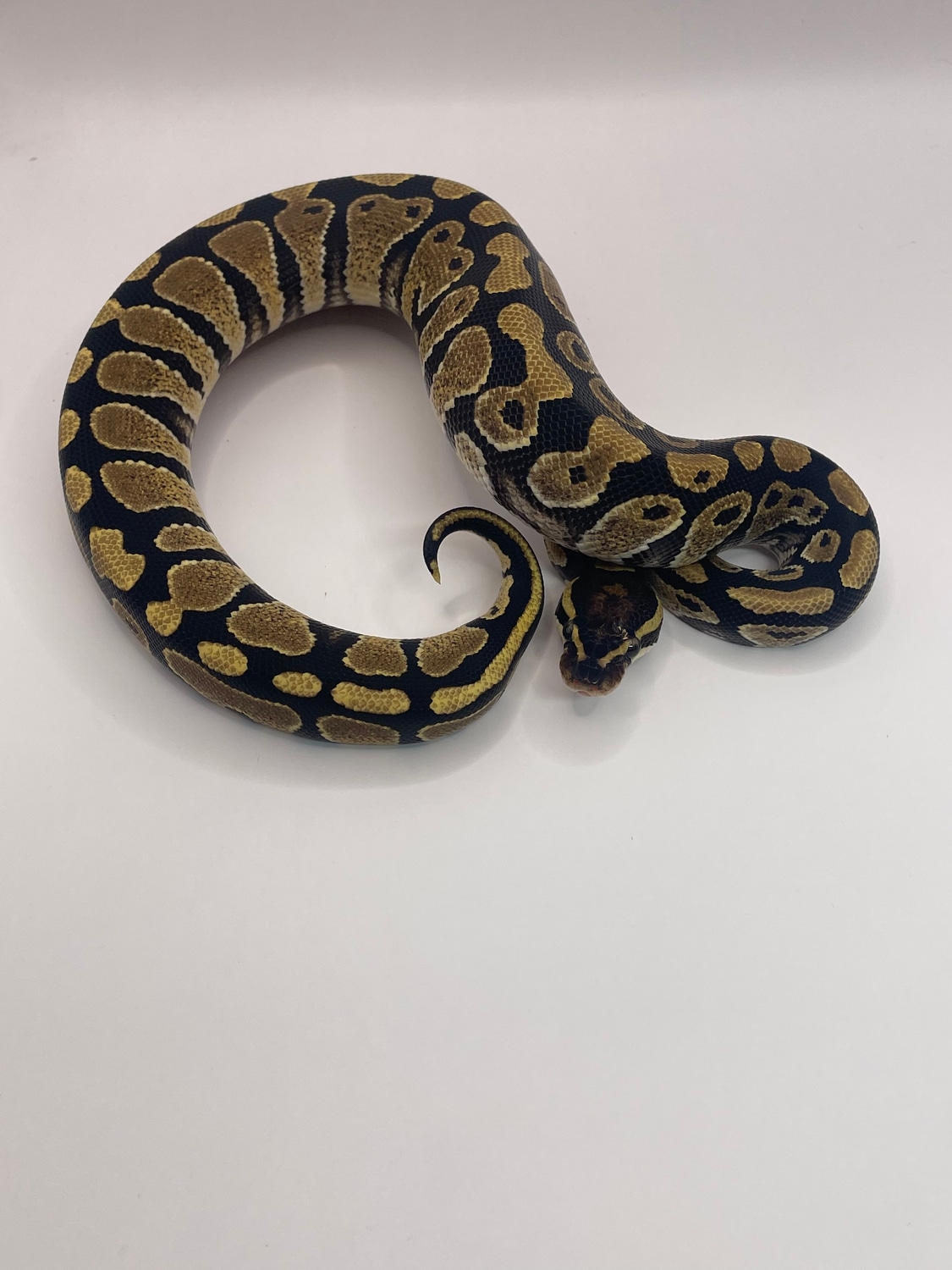 Spark/YellowBelly Ball Python by Metamorphic Pythons - MorphMarket