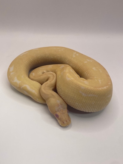 Albino Champagne Ball Python by Metamorphic Pythons