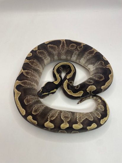 Enchi Ghi Mojave Ball Python by Metamorphic Pythons
