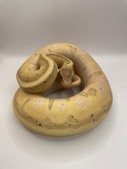 Banana G-Stripe Ball Python by Metamorphic Pythons