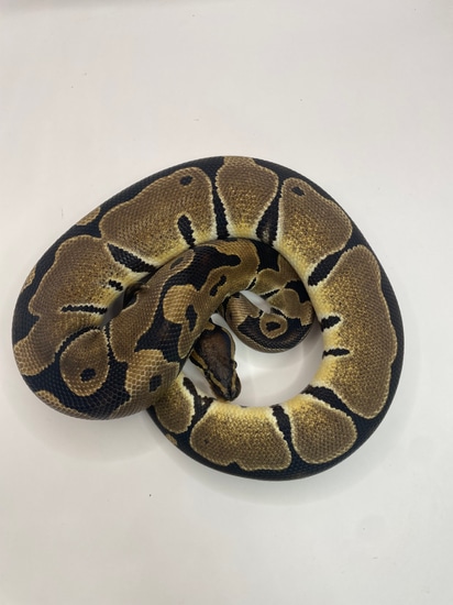 Blade Het Clown Ball Python by Metamorphic Pythons