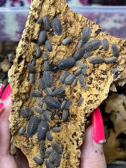 10+ Armadillidium Peraccae Isopods by Crawl_Space