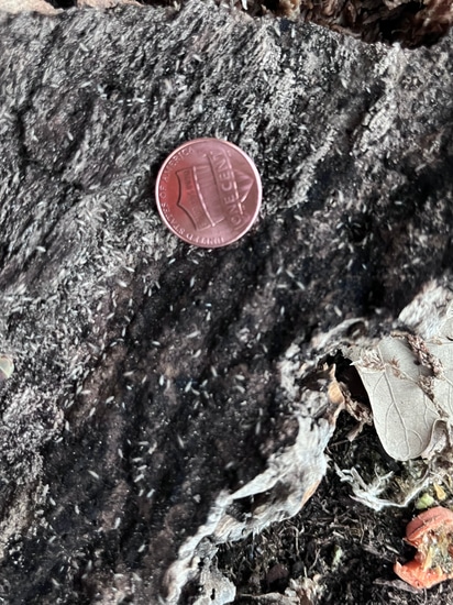 8 Oz “ Tropical Pink Springtails” Coecobrya Cf. Tenebricosa More ...