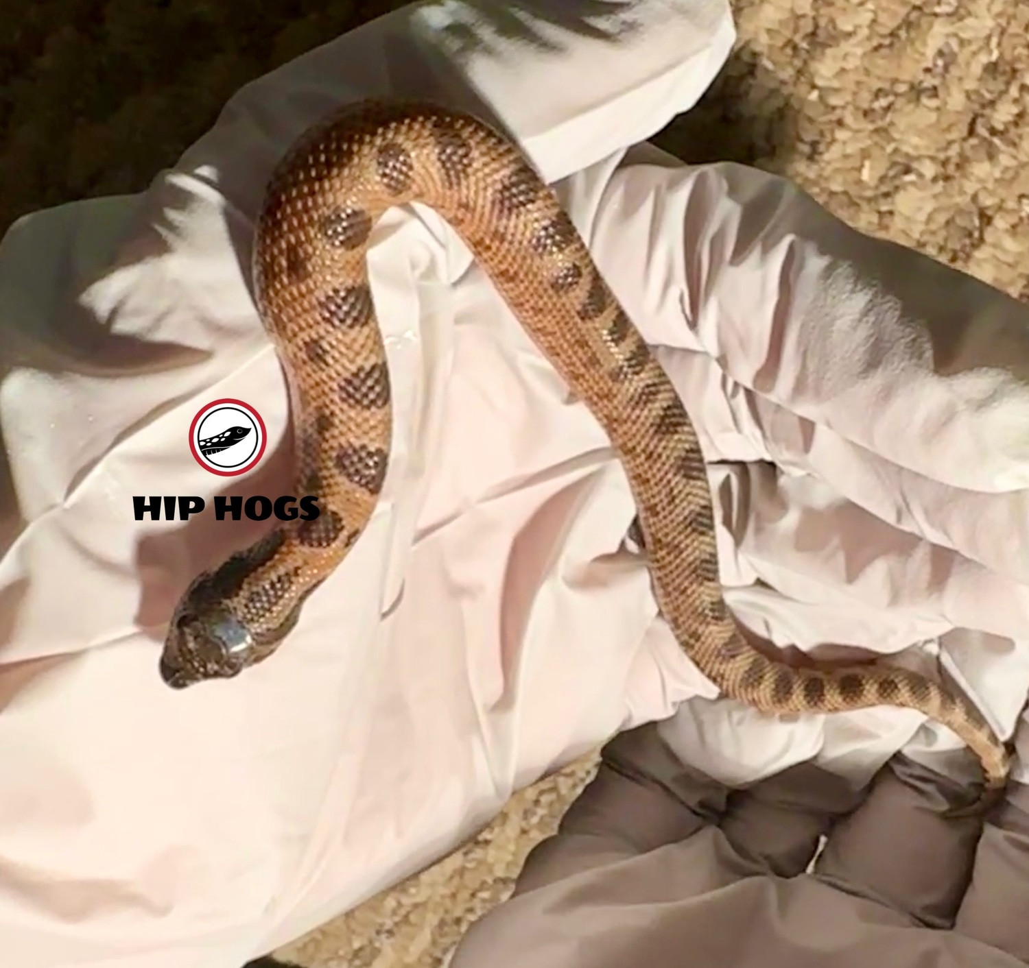 Arctic Sable Anaconda 100% Het Sunburst (Albino) Male Western Hognose by Hip Hogs - MorphMarket