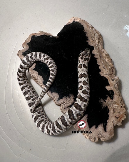 Super Arctic 100%het Albino 66% Het Sable/ Sunburst Pos Het Lav ...