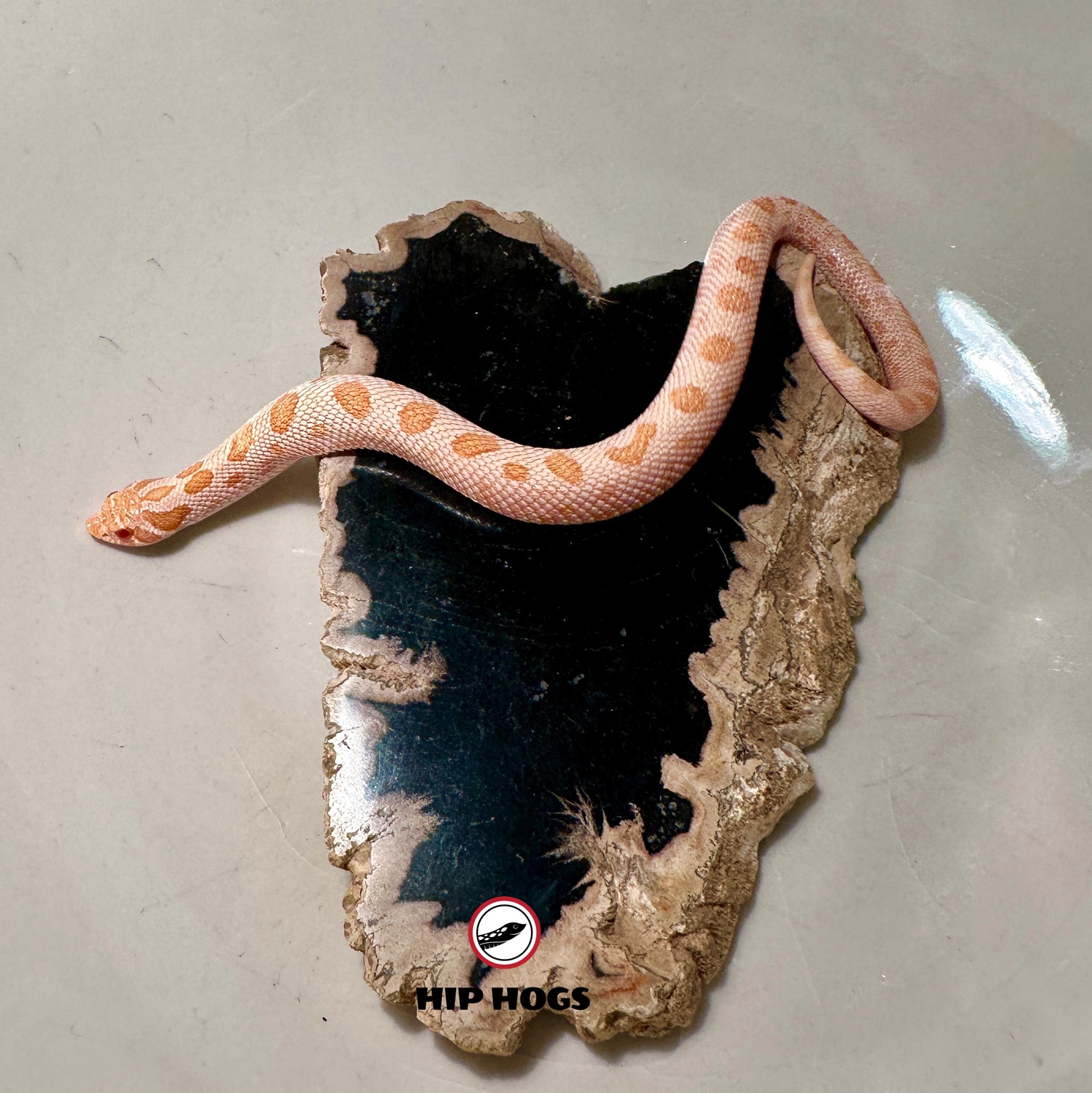AAA (Albino Anaconda Arctic) 66% Het Sunburst (Sable) Male Western Hognose by Hip Hogs - MorphMarket