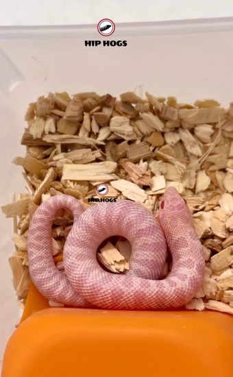 So PINK!! Super Arctic Albino (Sub Zero) 66% Het Sable(Sunburst) Pos ...