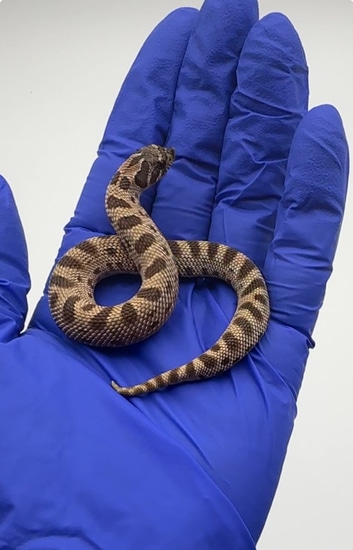 Anaconda 100% Het Albino 66% Het Sable Pos Het Lav**Guaranteed Crypto ...
