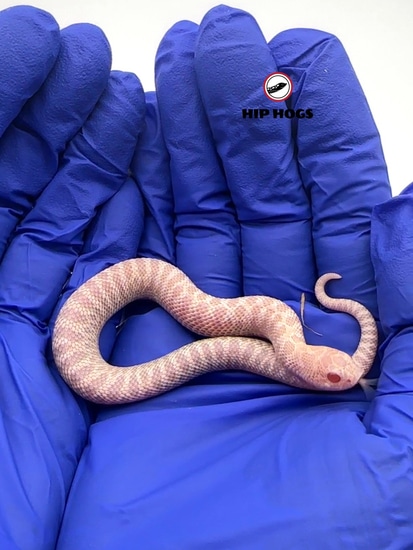 Super Arctic Albino 66% Het Sable Pos Het Lav ** Guaranteed Crypto Free ...