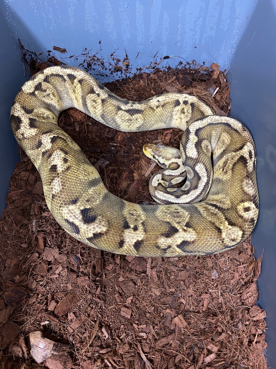 Pastel Yellow Belly GHI Ball Python by Burger Balls - MorphMarket