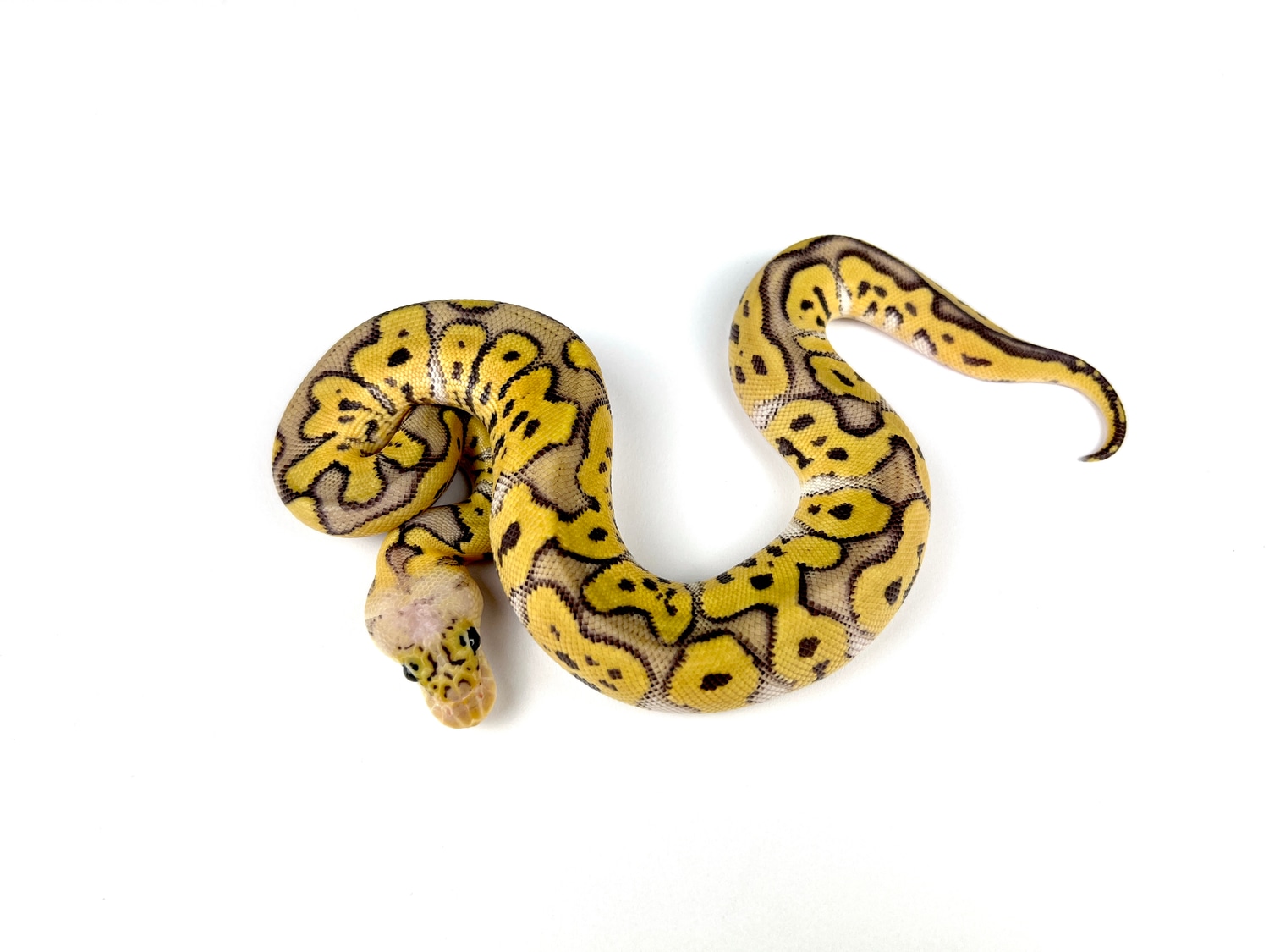 Killer Clown Ball Python by Burger Balls - MorphMarket