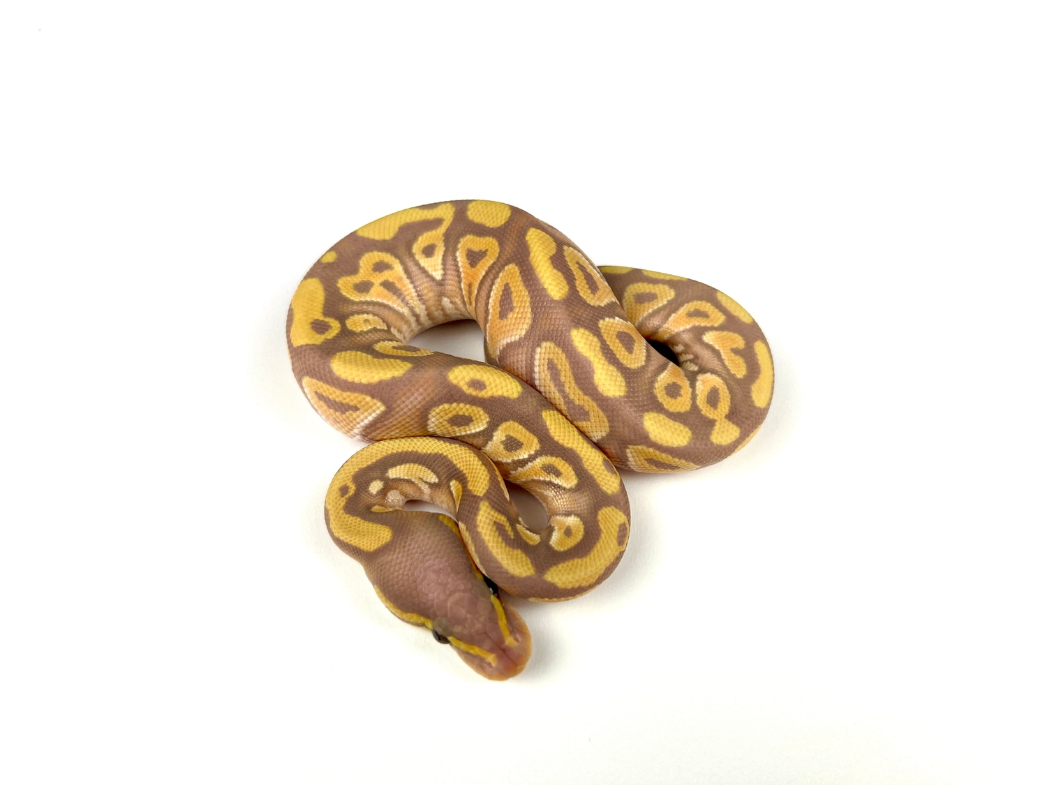 Banana Mojave Ball Python by Burger Balls - MorphMarket