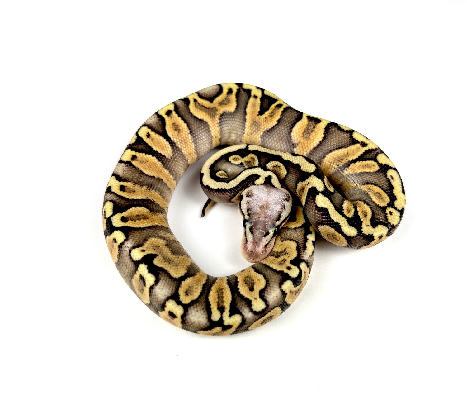 Super Pastel GHI Ball Python by Burger Balls - MorphMarket