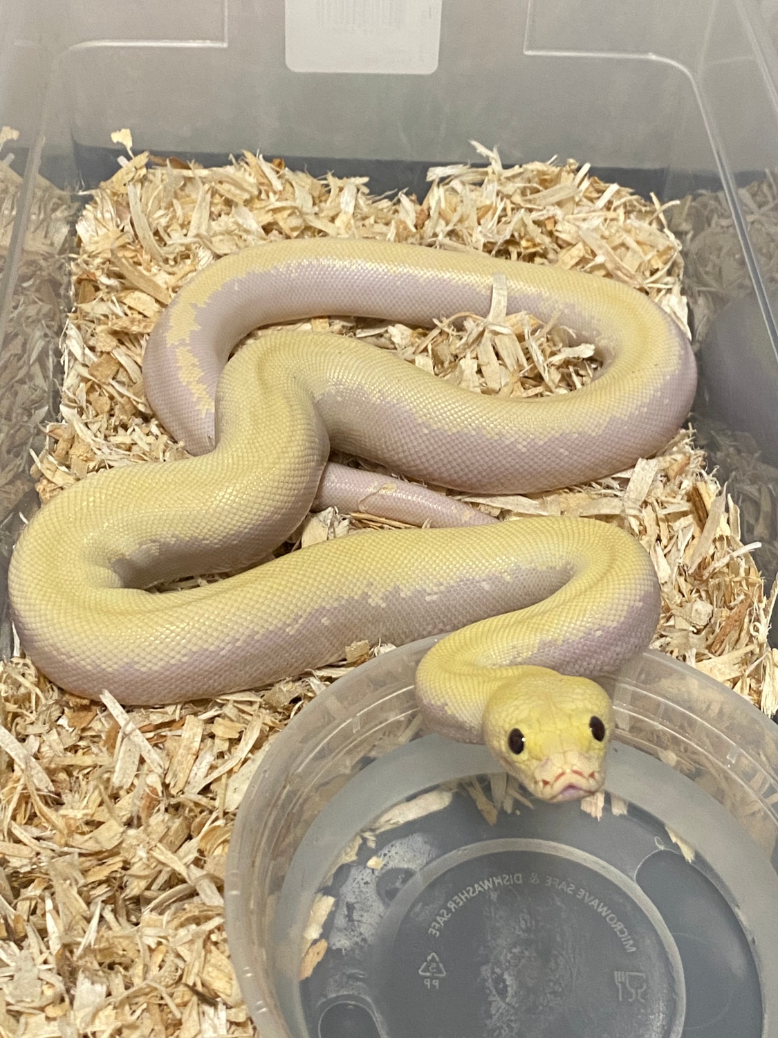 Ivory Burmese Python by Nightingale’s Burm Addiction - MorphMarket