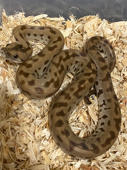 Green/Patternless Burmese Python by Nightingale’s Burm Addiction