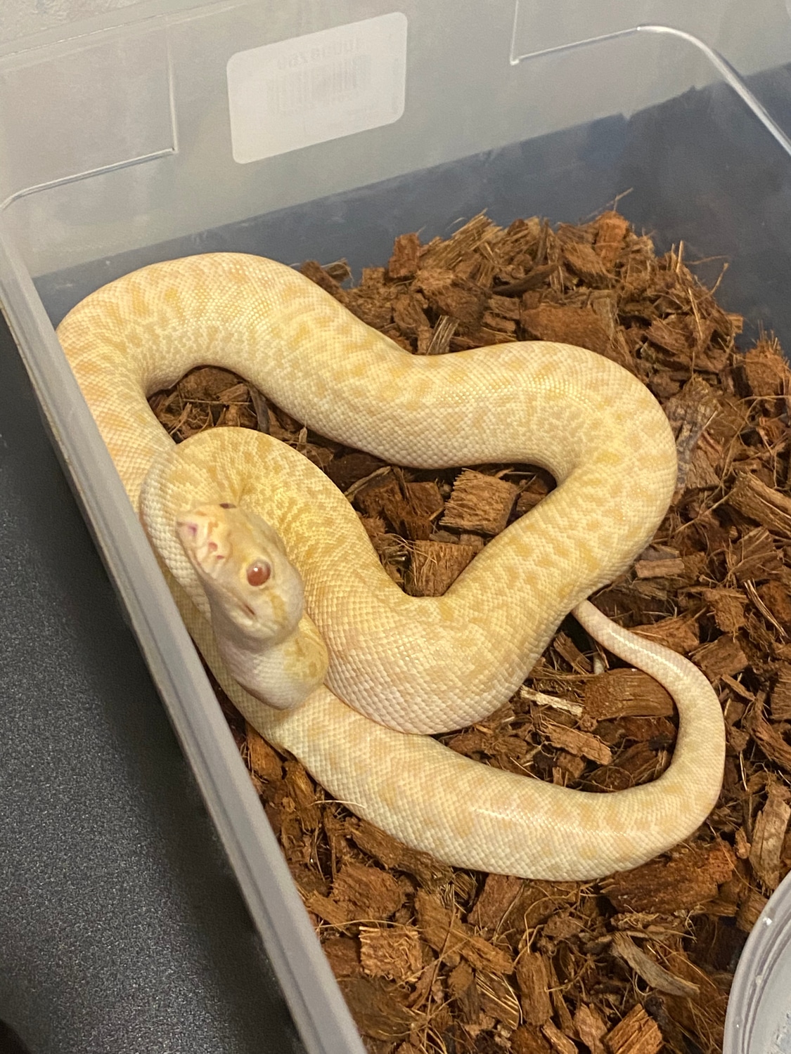Pearl Granite Burmese Python by Nightingale’s Burm Addiction - MorphMarket