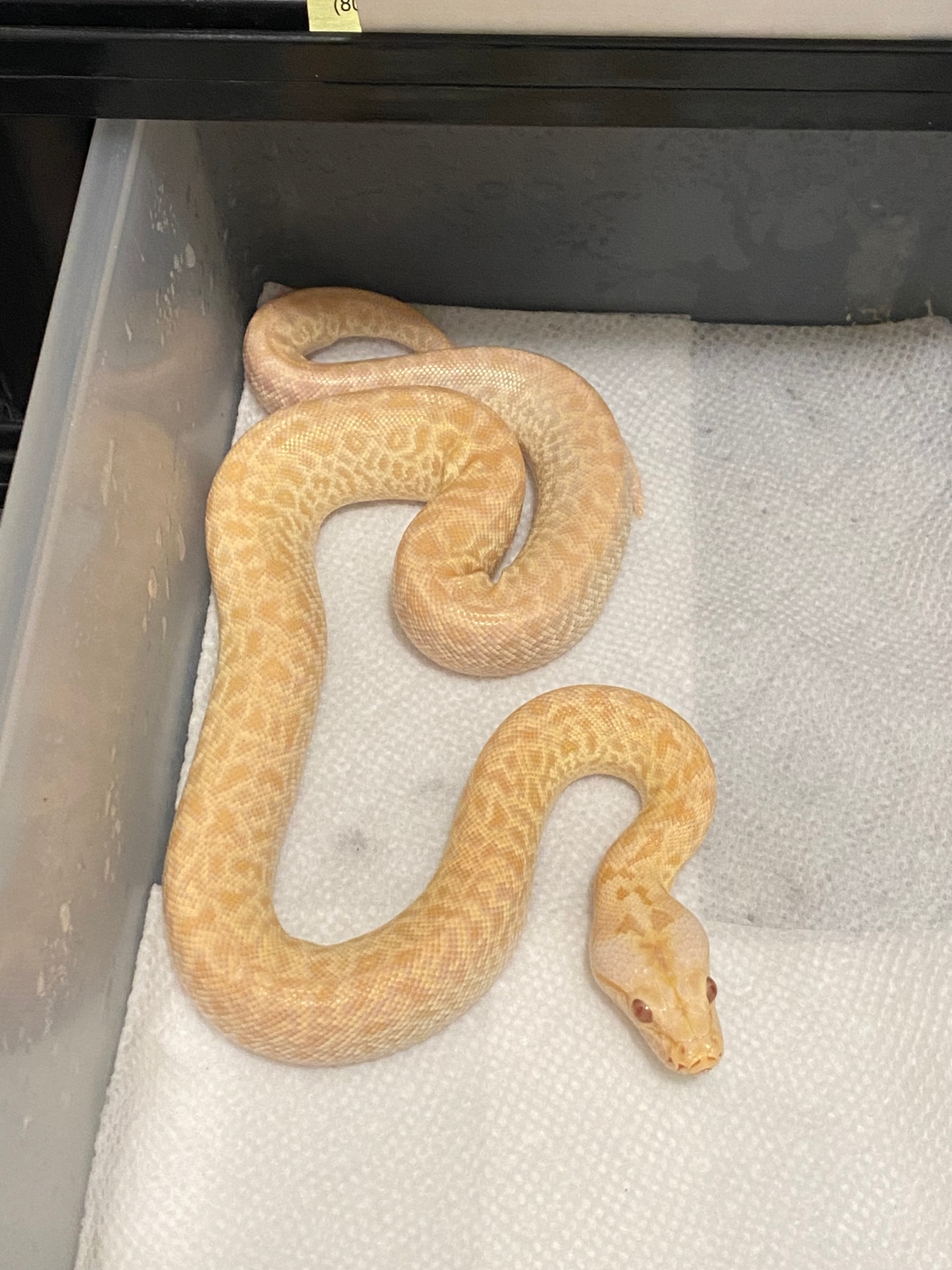 SALE Pearl Granite 66% Het Green Burmese Python by Nightingale’s Burm ...