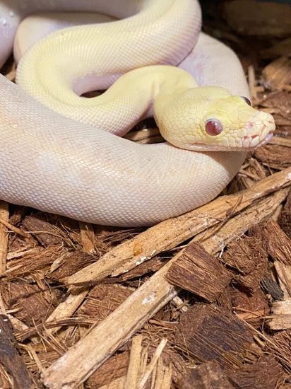 SALE Blizzard Het Granite 66% Het Green Burmese Python by Nightingale’s ...