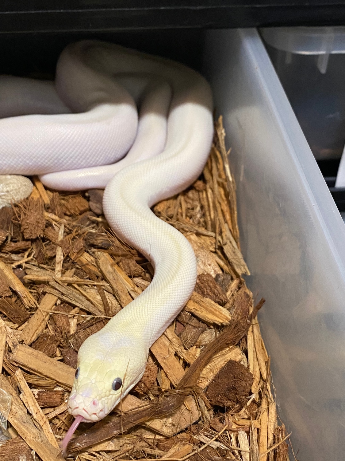 SALE Ivory Granite Het Albino 66% Het Green Burmese Python by ...
