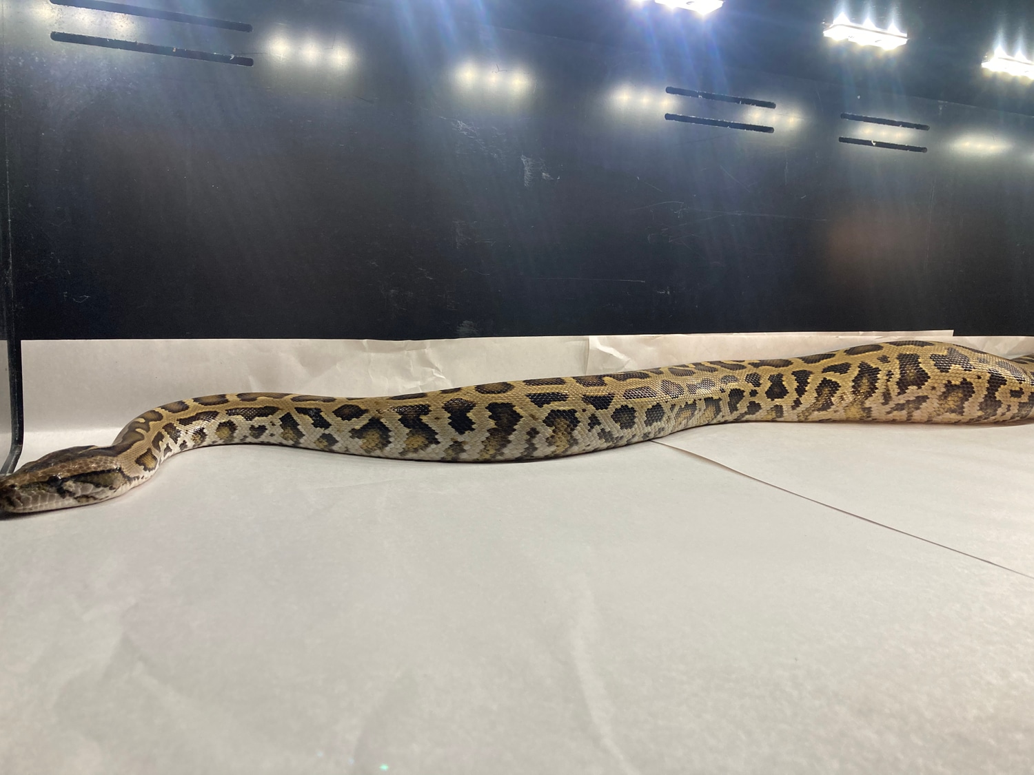 Subadult Het Pied Burmese Python by The BurmDonor - MorphMarket