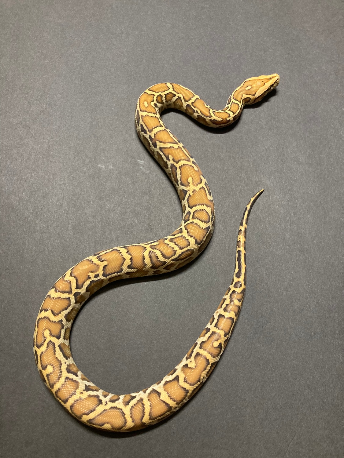 Female GC Caramel Burmese Python by The BurmDonor - MorphMarket