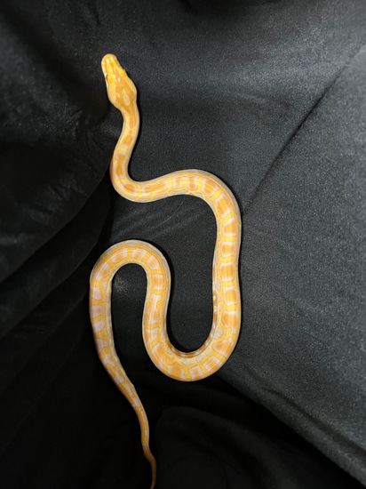 Female Albino Burmese Python by BurmDonor Pythons