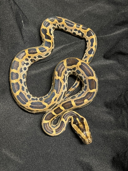 Female Normal Burmese Python by BurmDonor Pythons