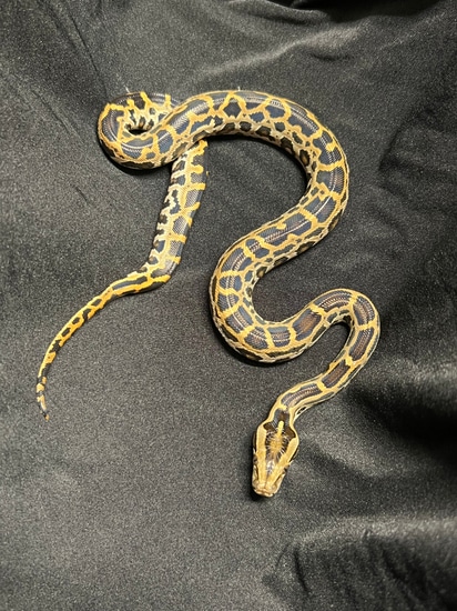 Female Normal Burmese Python by BurmDonor Pythons