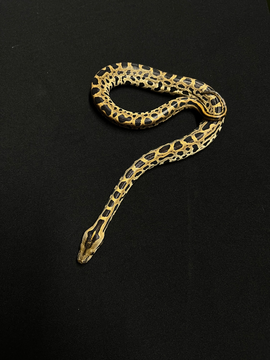 Female Normal Burmese Python by The BurmDonor - MorphMarket