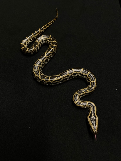 Normal Male 100% Het Champagne Green Albino Burmese Python by BurmDonor Pythons