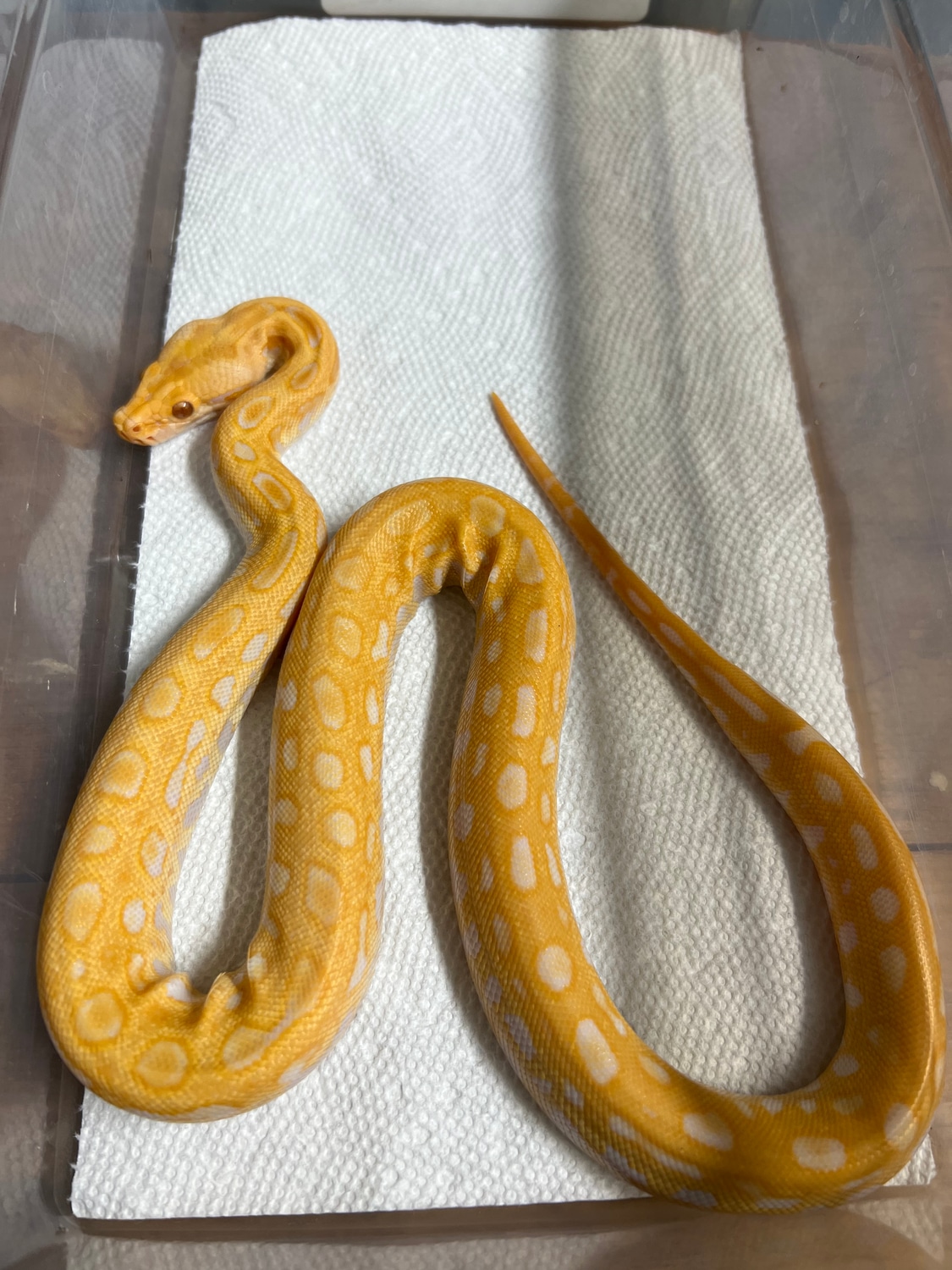 Leopard Albino 100% Het Green/Granite Burmese Python by The BurmDonor ...