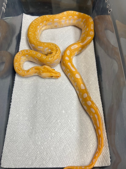 Leopard Albino Burmese Python by BurmDonor Pythons