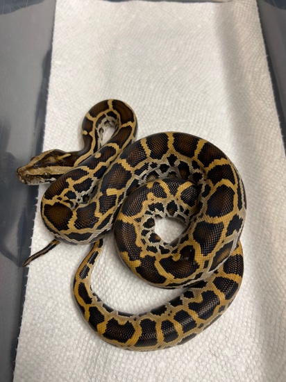 Normal Burmese Python by BurmDonor Pythons