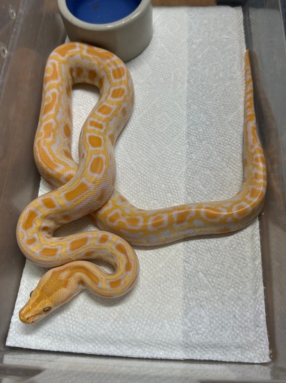 Albino Burmese Python by BurmDonor Pythons